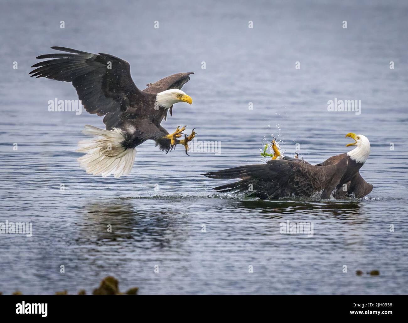 Bob bald hi-res stock photography and images - Alamy