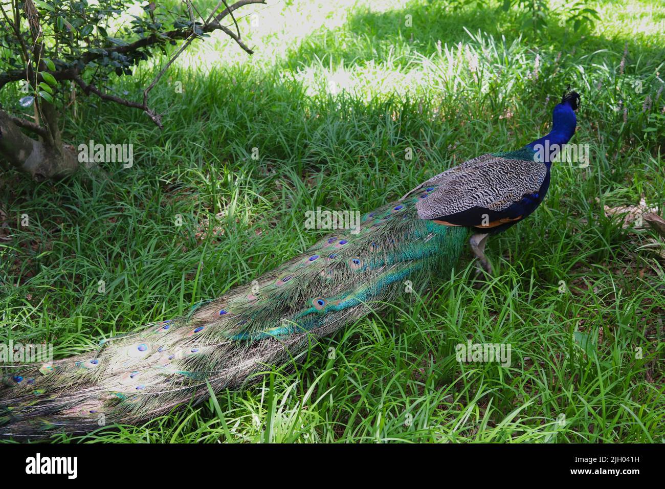 A wandering peacock at a zoo Stock Photo - Alamy