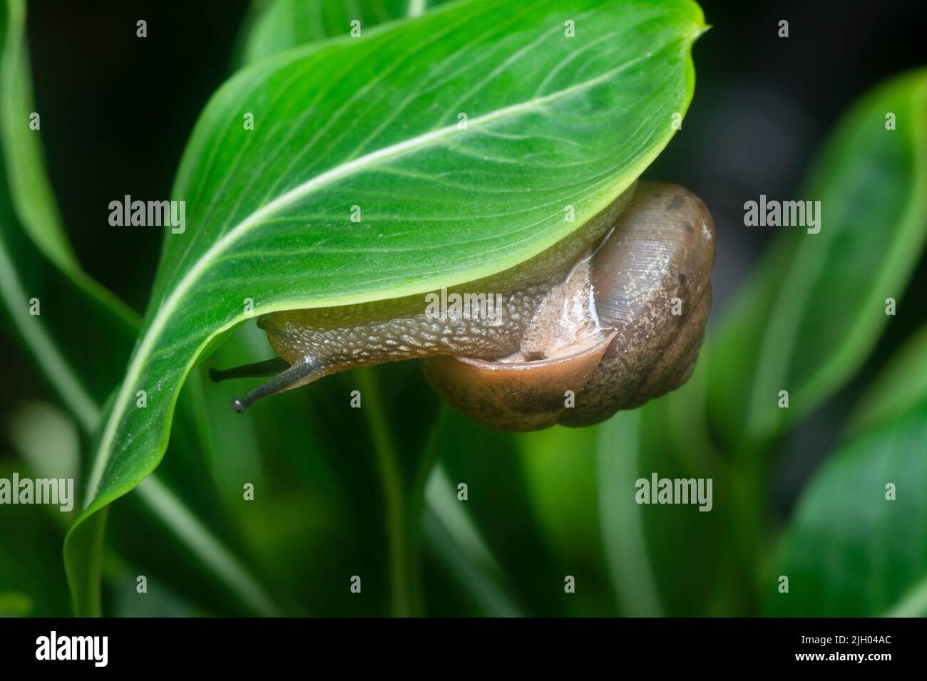 Brown discus hi-res stock photography and images - Alamy