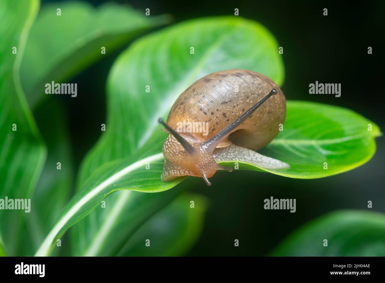 Discus rotundatus hi-res stock photography and images - Alamy