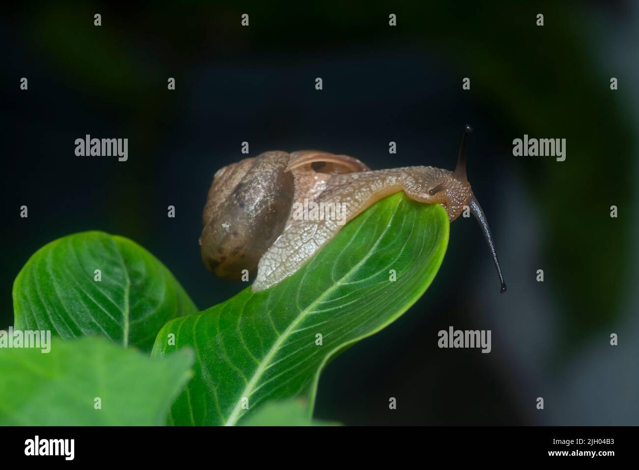Discus rotundatus hi-res stock photography and images - Alamy