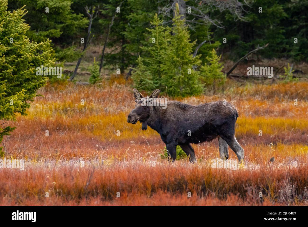 Giant horns hi-res stock photography and images - Alamy