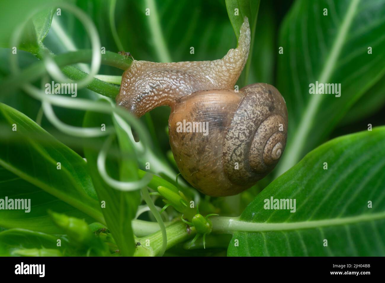 Discus rotundatus hi-res stock photography and images - Alamy