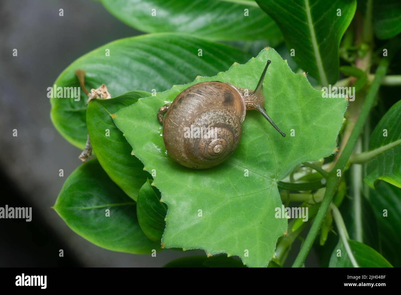 Rotund disc hi-res stock photography and images - Alamy