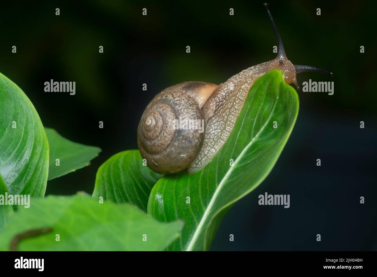 Rotundatus hi-res stock photography and images - Alamy