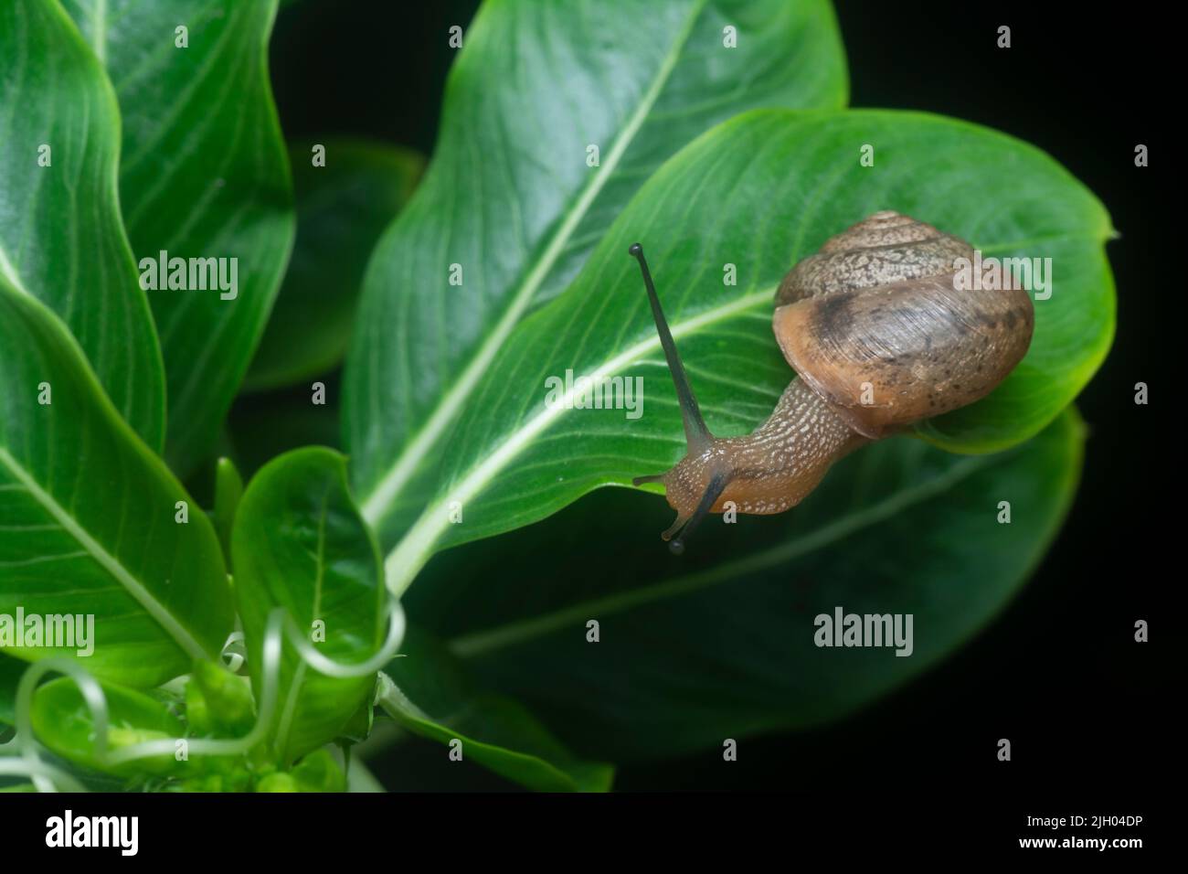 Discus rotundatus hi-res stock photography and images - Alamy