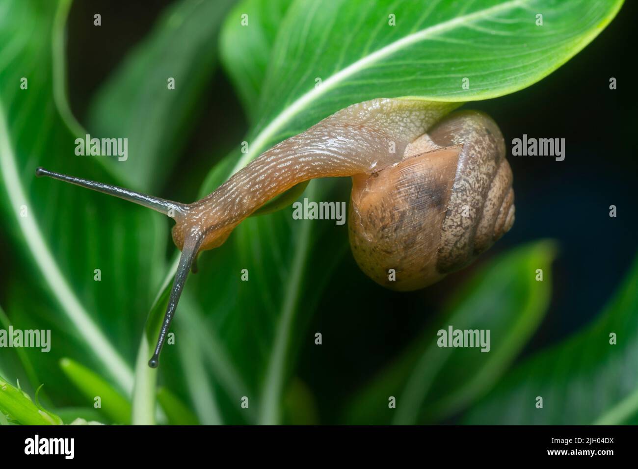 Discus rotundatus hi-res stock photography and images - Alamy