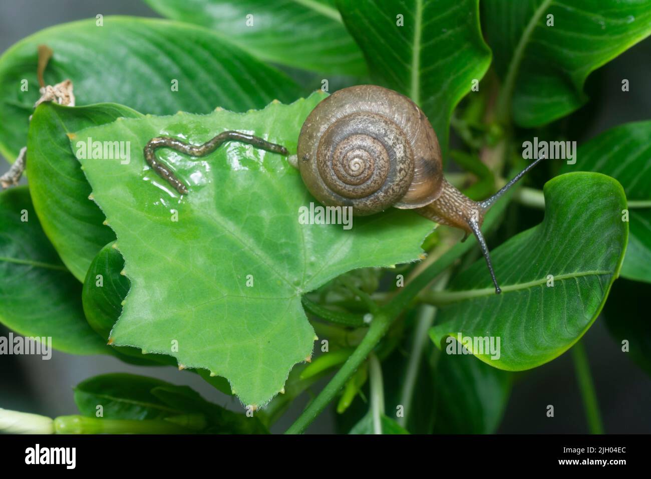 Discus rotundatus hi-res stock photography and images - Alamy