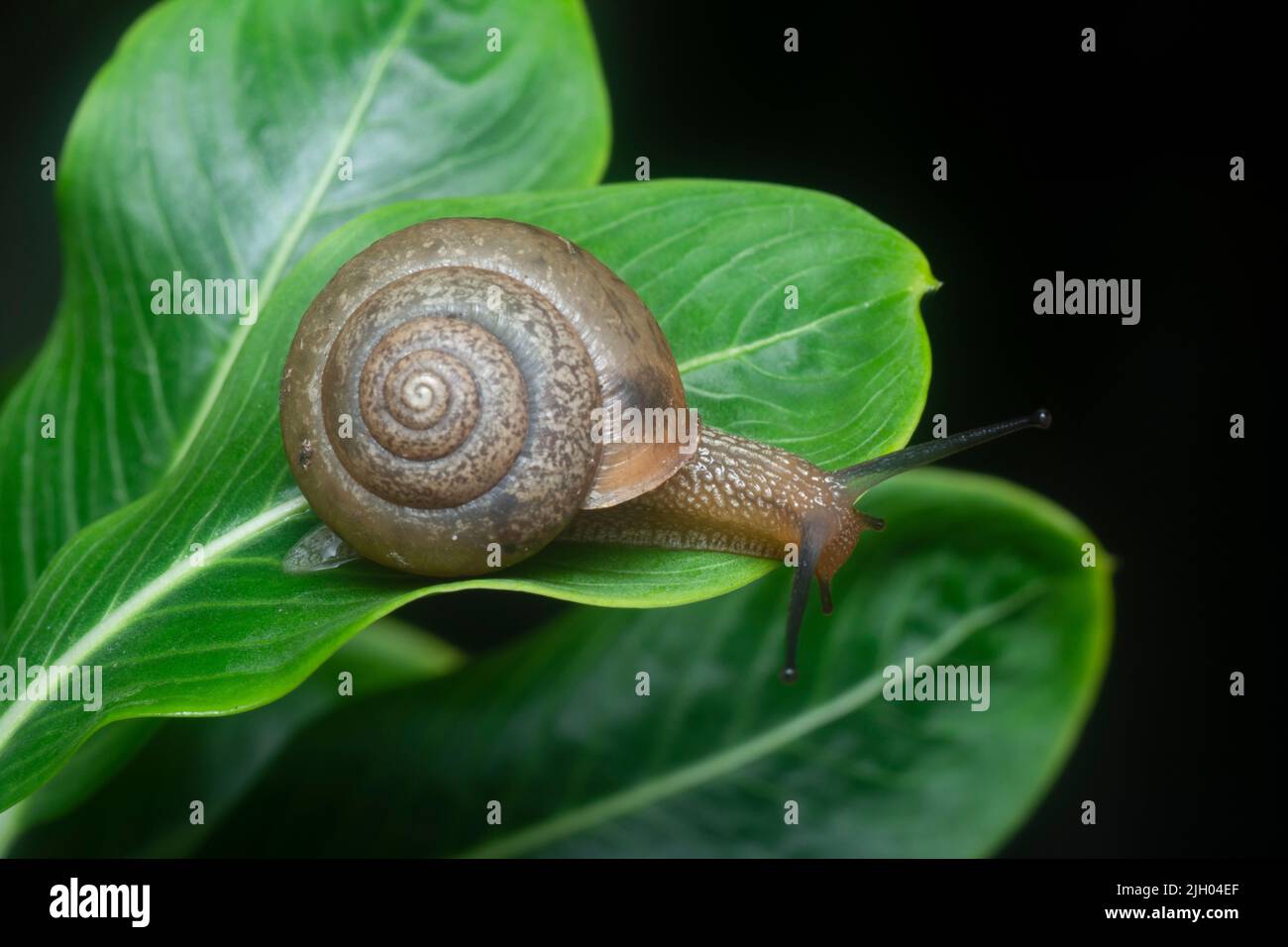 Discus rotundatus hi-res stock photography and images - Alamy