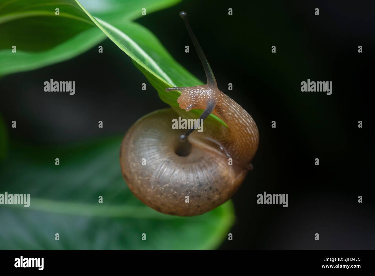 Brown discus hi-res stock photography and images - Alamy