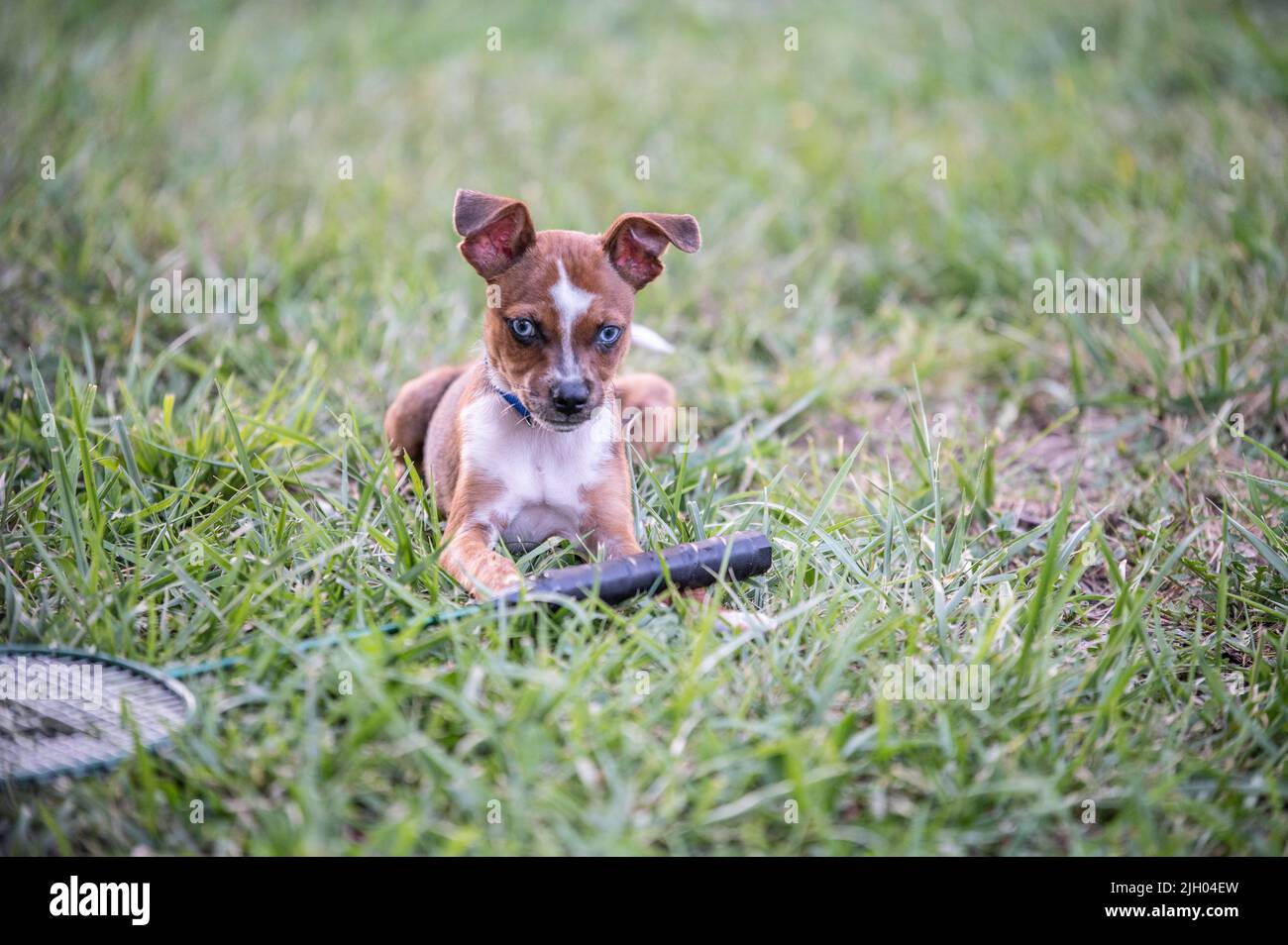 A Brown and white feist dog playing on a green grass Stock Photo - Alamy