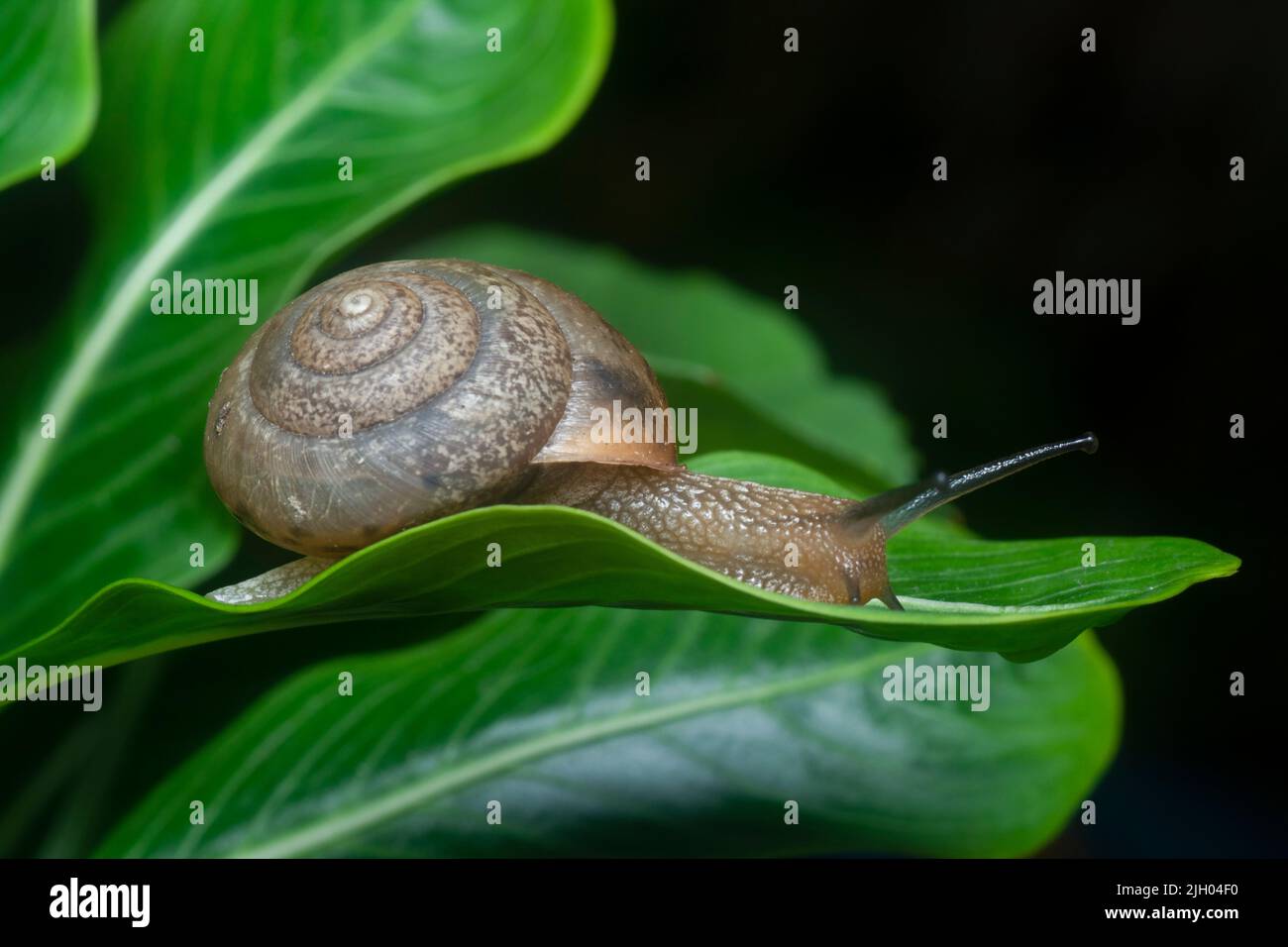 Discus rotundatus hi-res stock photography and images - Alamy