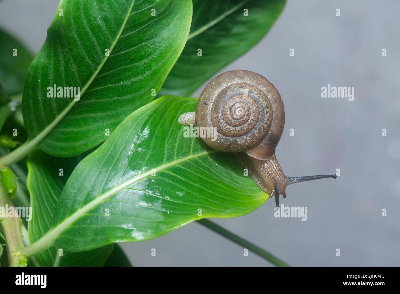 Discus rotundatus hi-res stock photography and images - Alamy