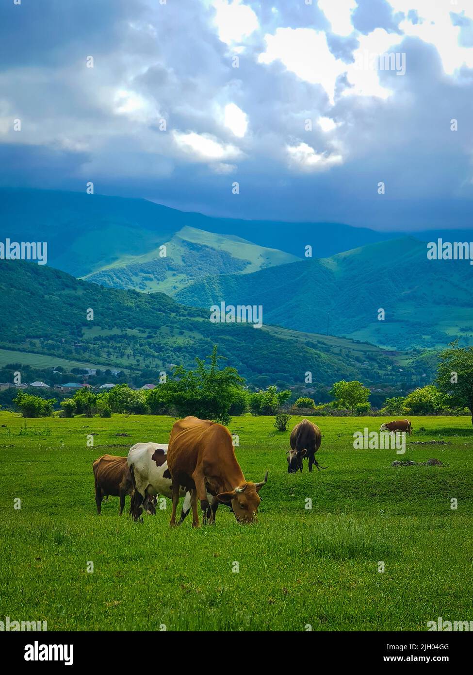 A vertical shot of cows pasturing in a green field with mountainous ...