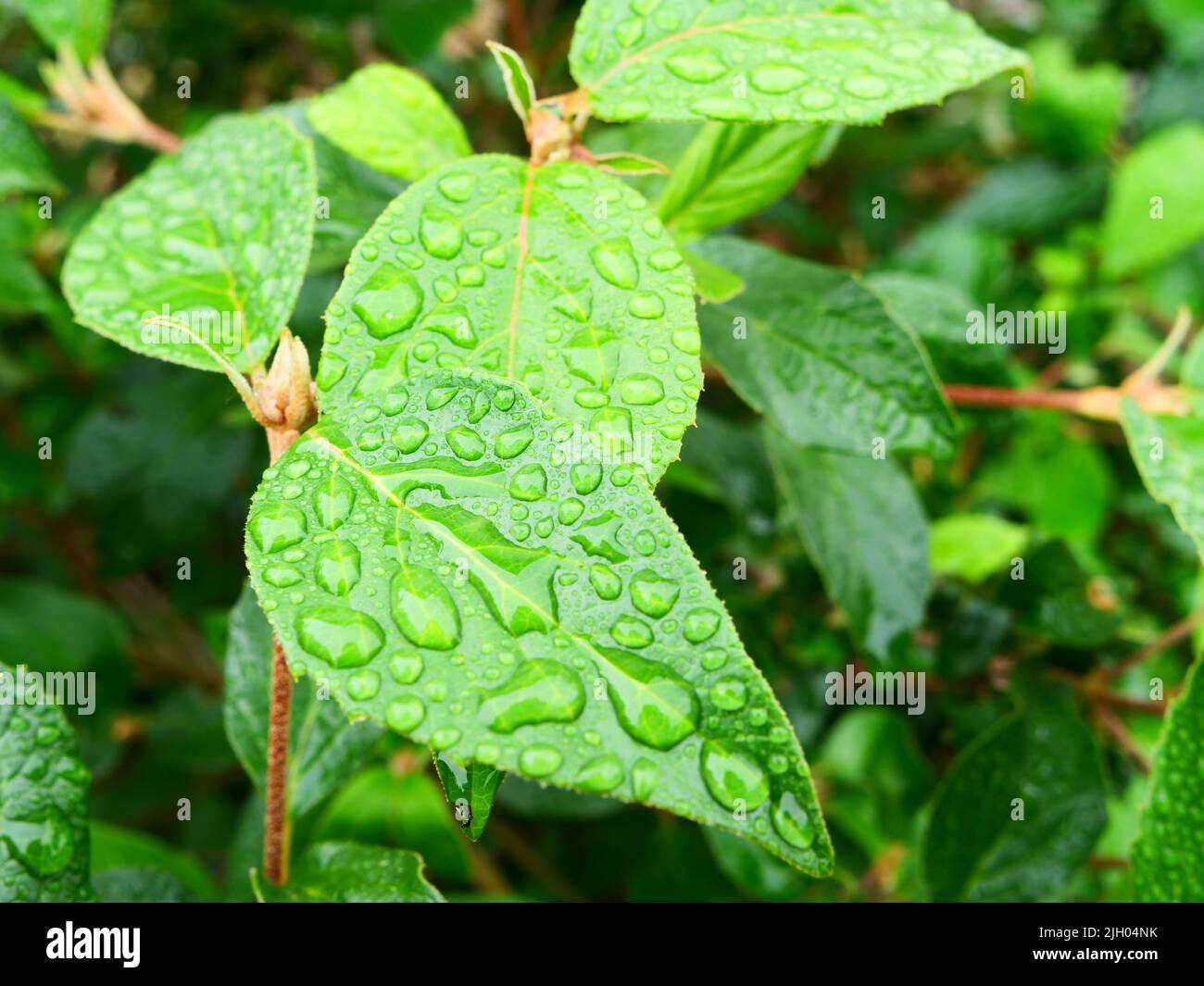 Regentropfen blatt hi-res stock photography and images - Alamy