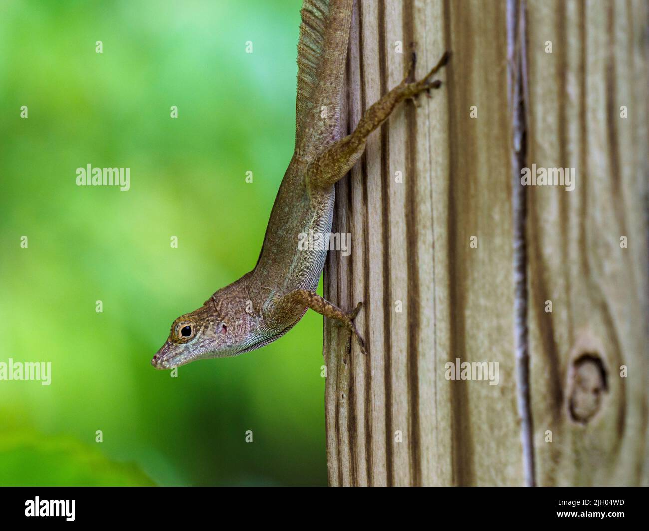 Lizard on a fence post upside down in the U.S. Virgin Islands Stock ...