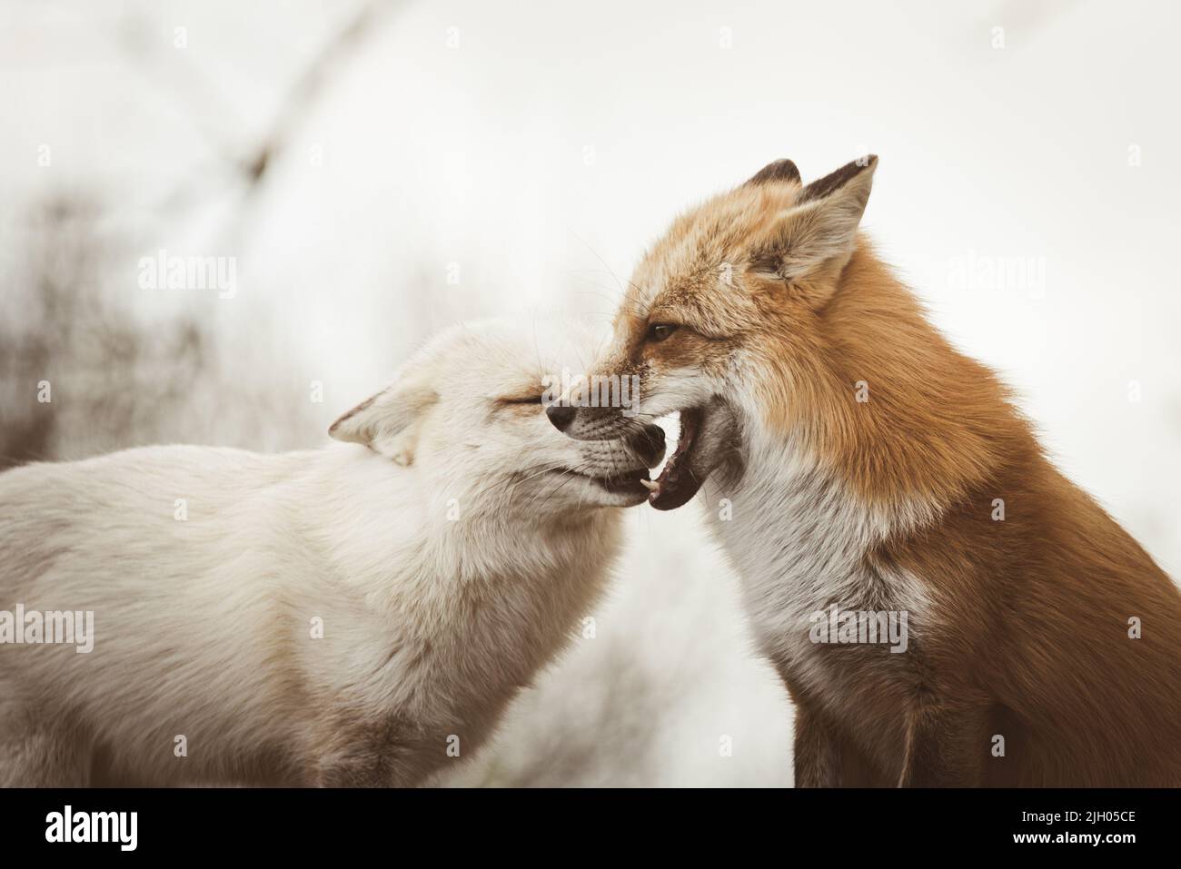 White foxes hi-res stock photography and images - Alamy
