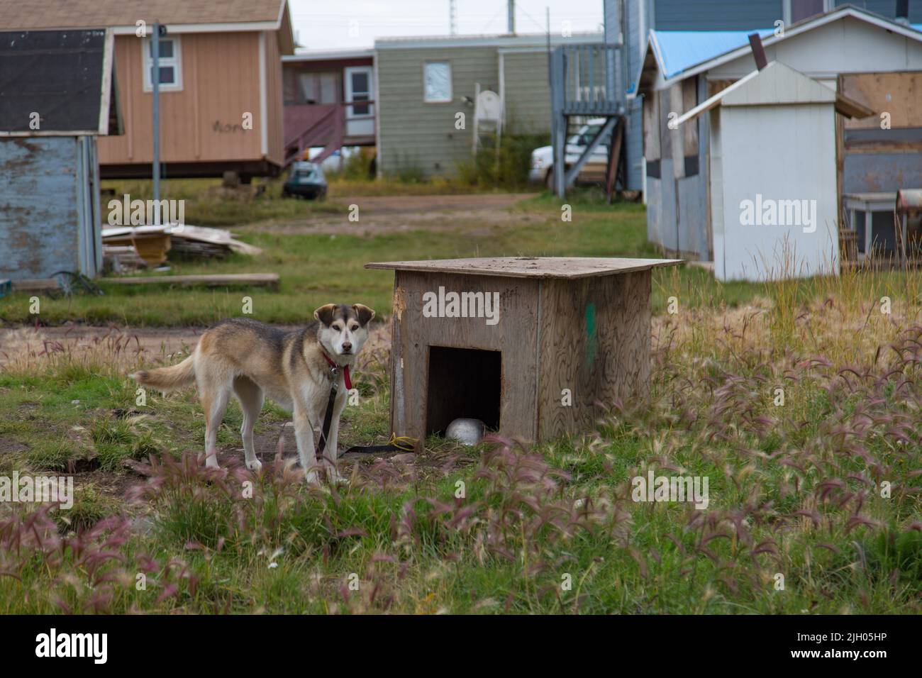 Husky dog chained to wooden dog house in summer, in the northern ...