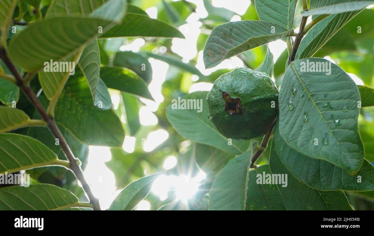 Close up of guava fruit on the tree Stock Photo - Alamy