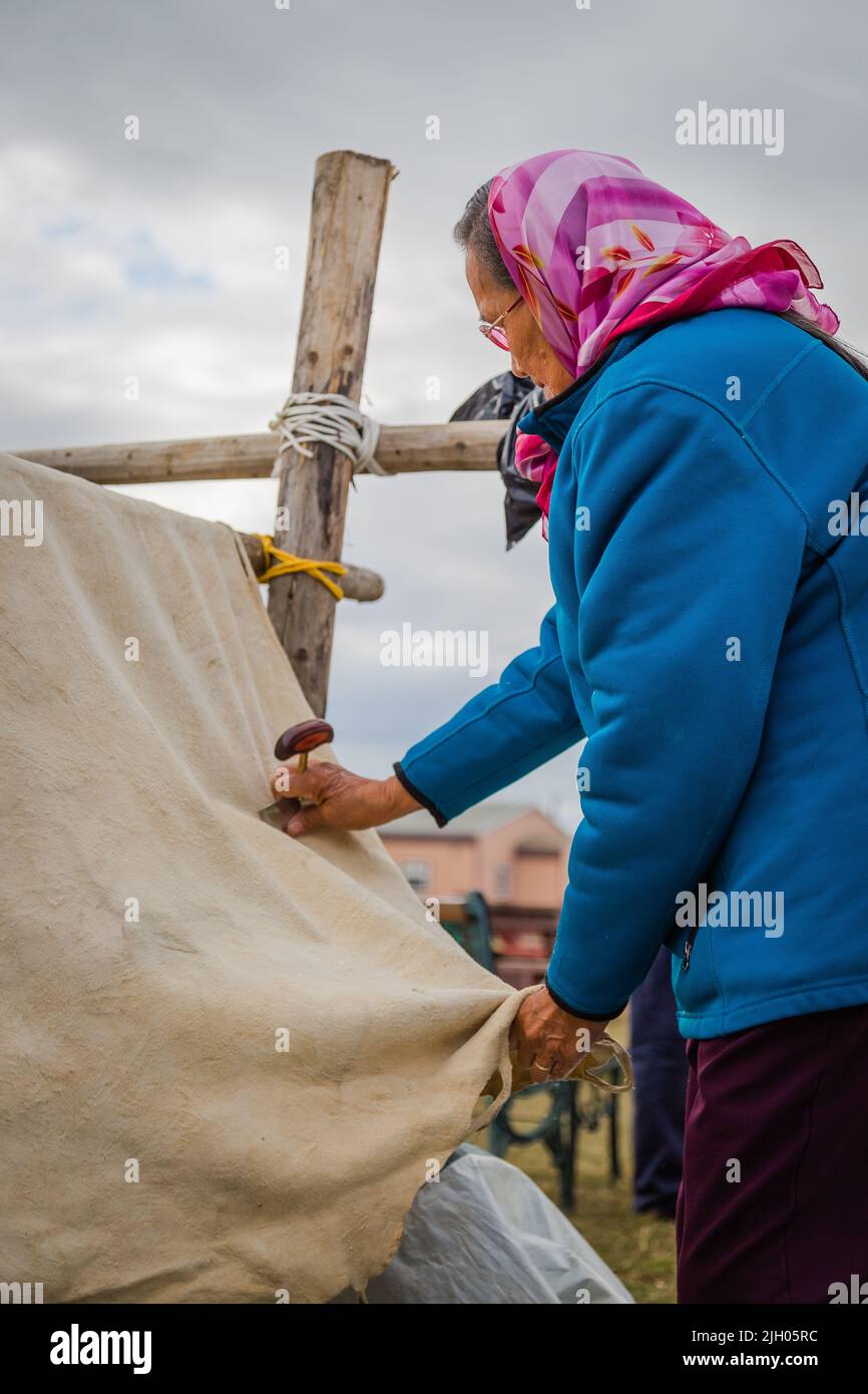 Indigenous Dene elder woman preparing a traditional tanned moosehide ...