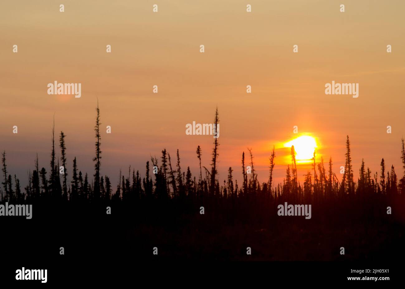 Summer sunset behind the silhouette of trees, in the northern ...