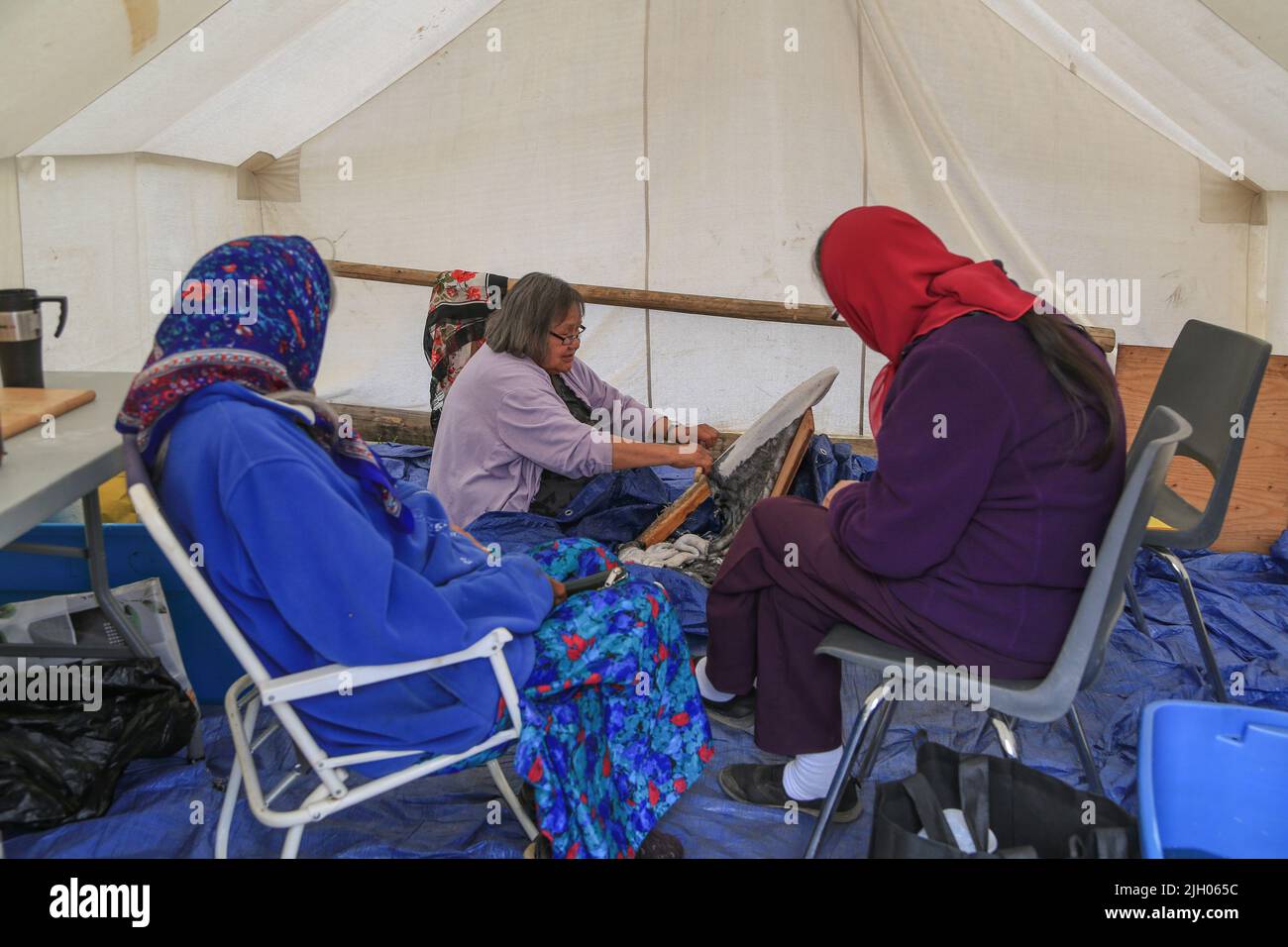Indigenous elder women inside tent preparing moosehide, in the northern ...