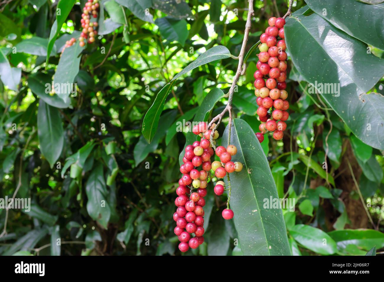 Antidesma bunius or bignay tree with ripe fruit Stock Photo - Alamy