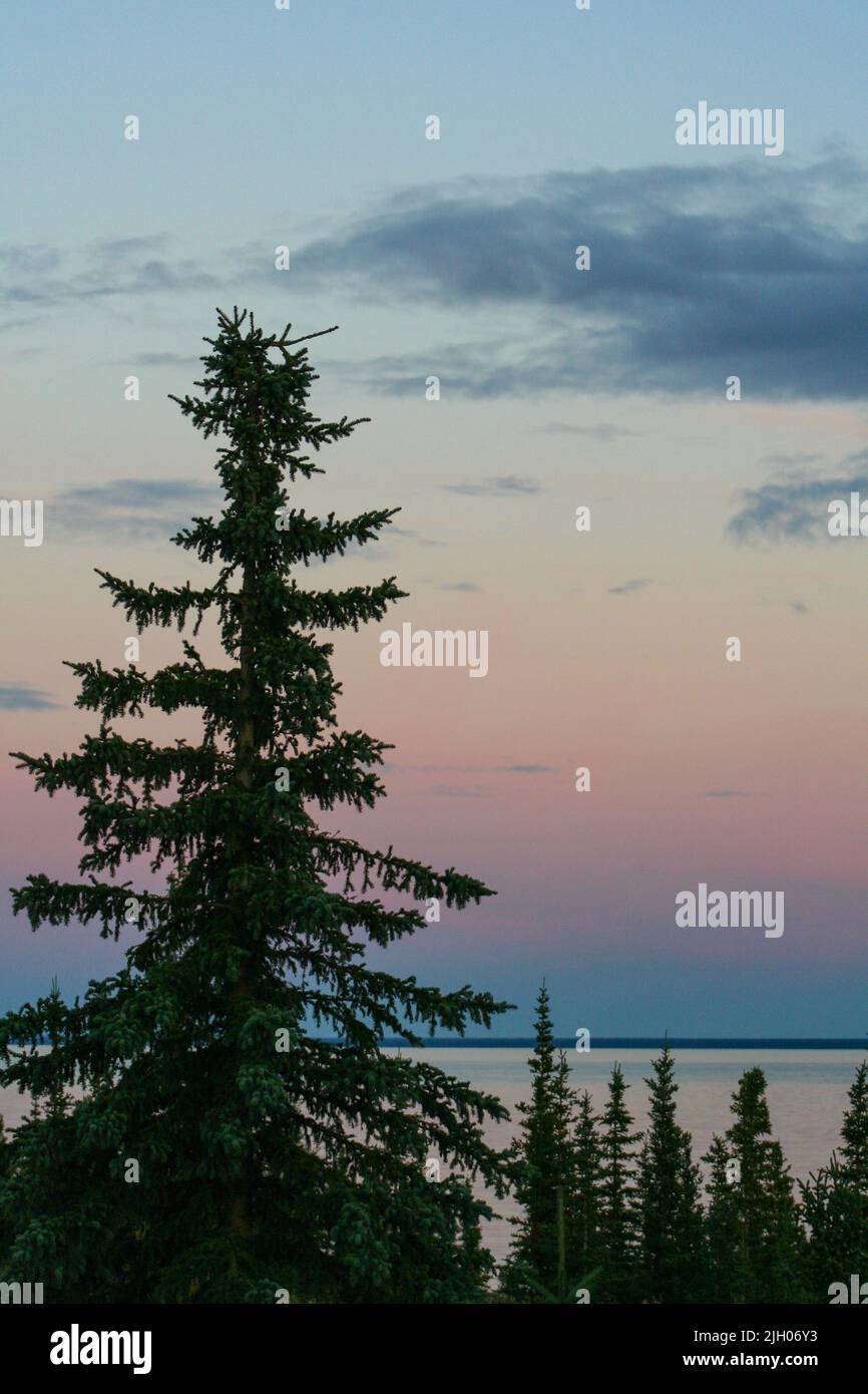 Spruce tree at dusk, in northern Indigenous community of Deline ...