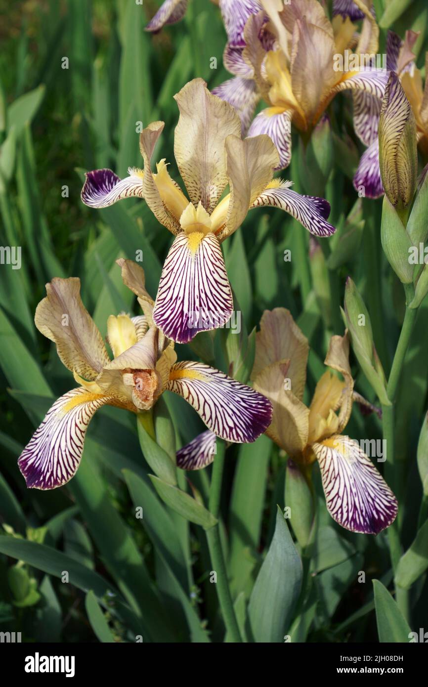 Variegated sweet iris (Iris variegata) flowers Stock Photo - Alamy