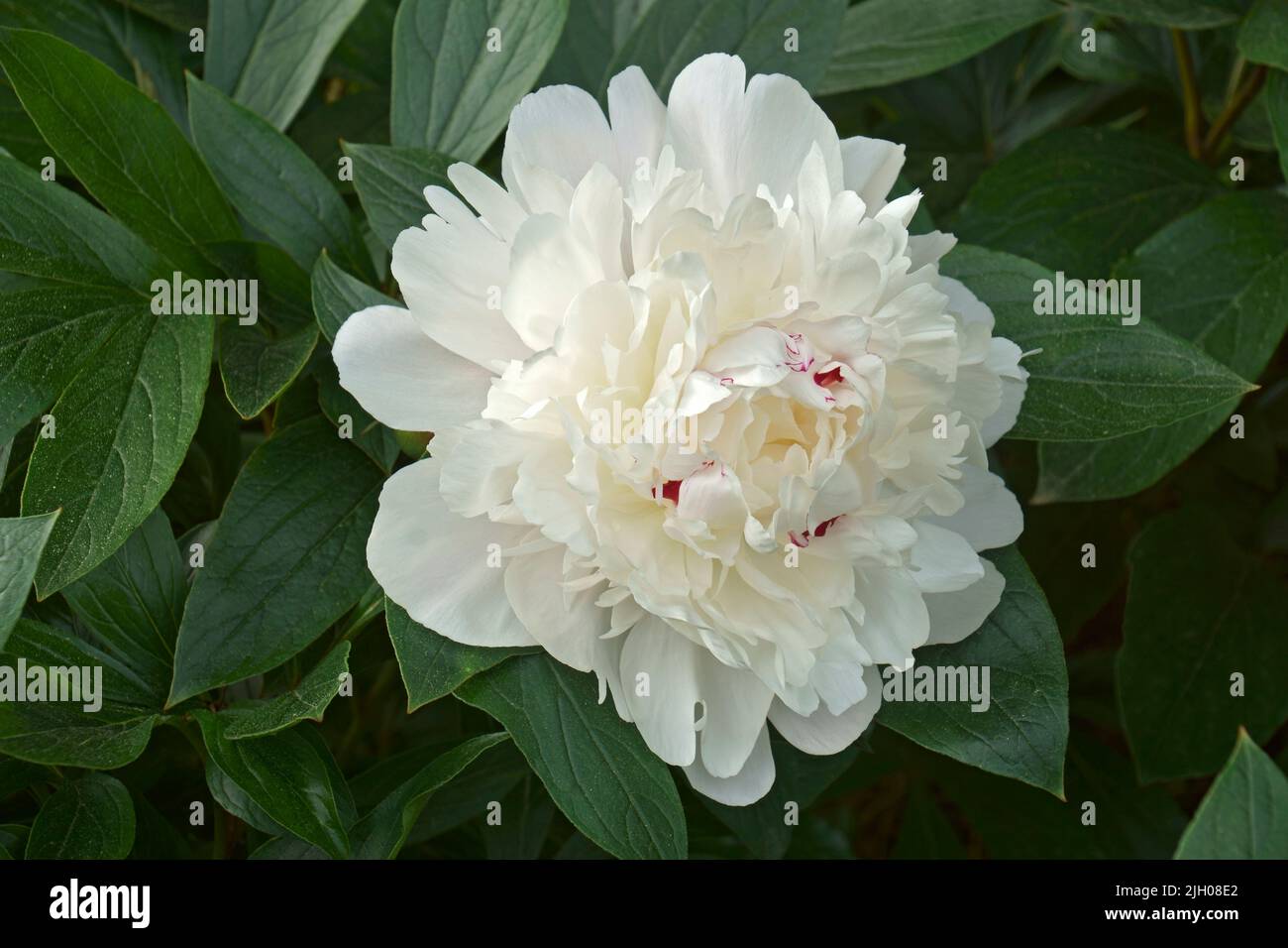Chinese peony (Paeonia lactiflora) flower Stock Photo - Alamy