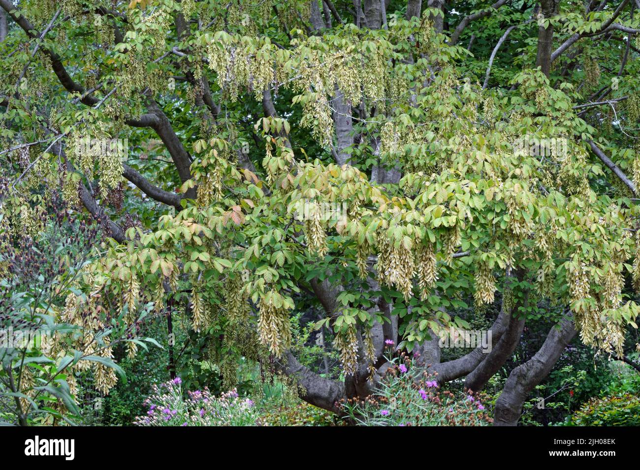 Henry's maple tree (Acer henryi) with seeds Stock Photo - Alamy