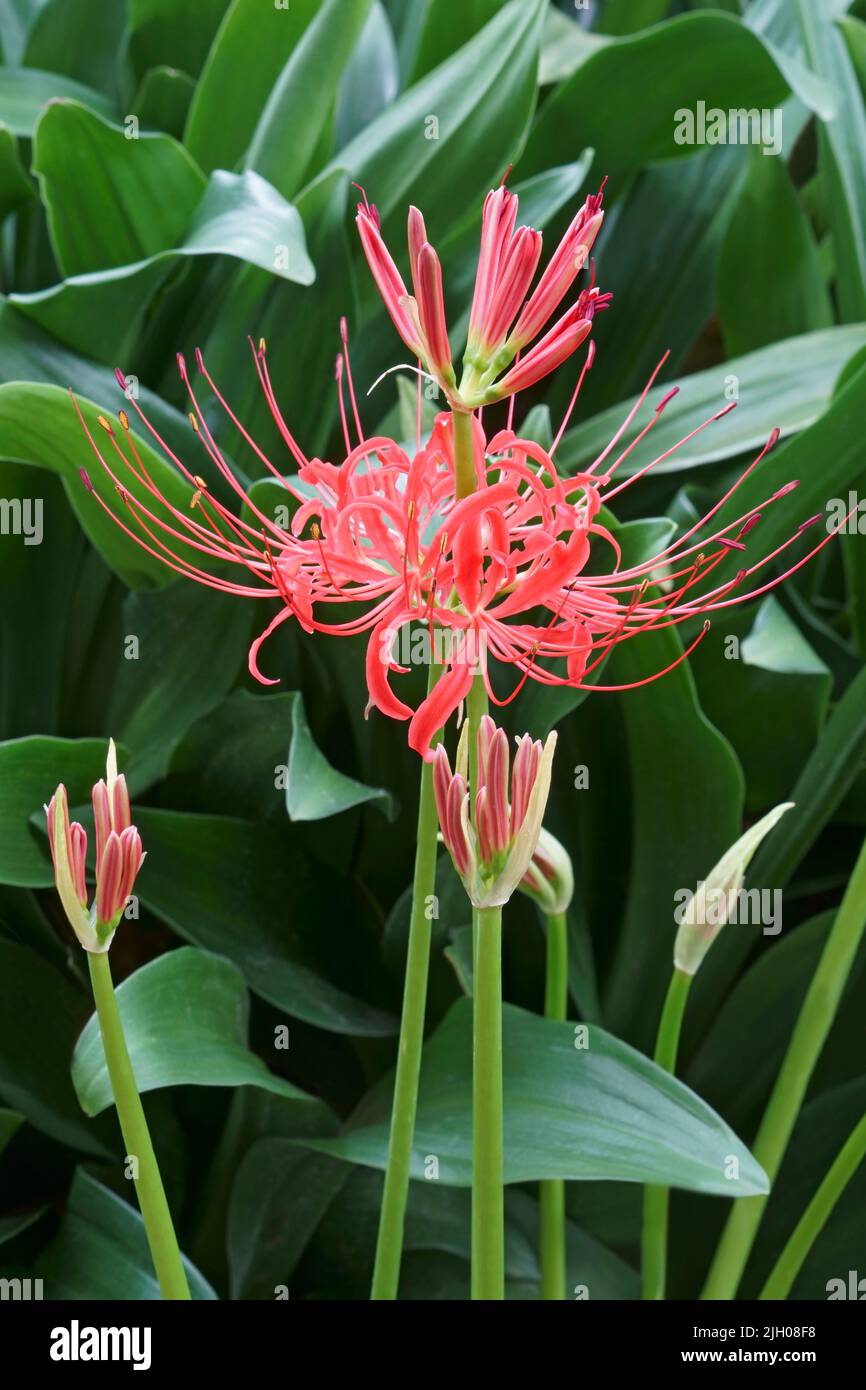 Red spider lily (Lycoris radiata) flower Stock Photo - Alamy