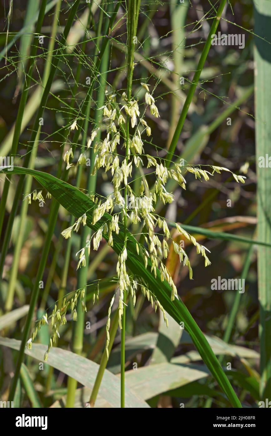 Wild rice (Zizania aquatica Stock Photo - Alamy