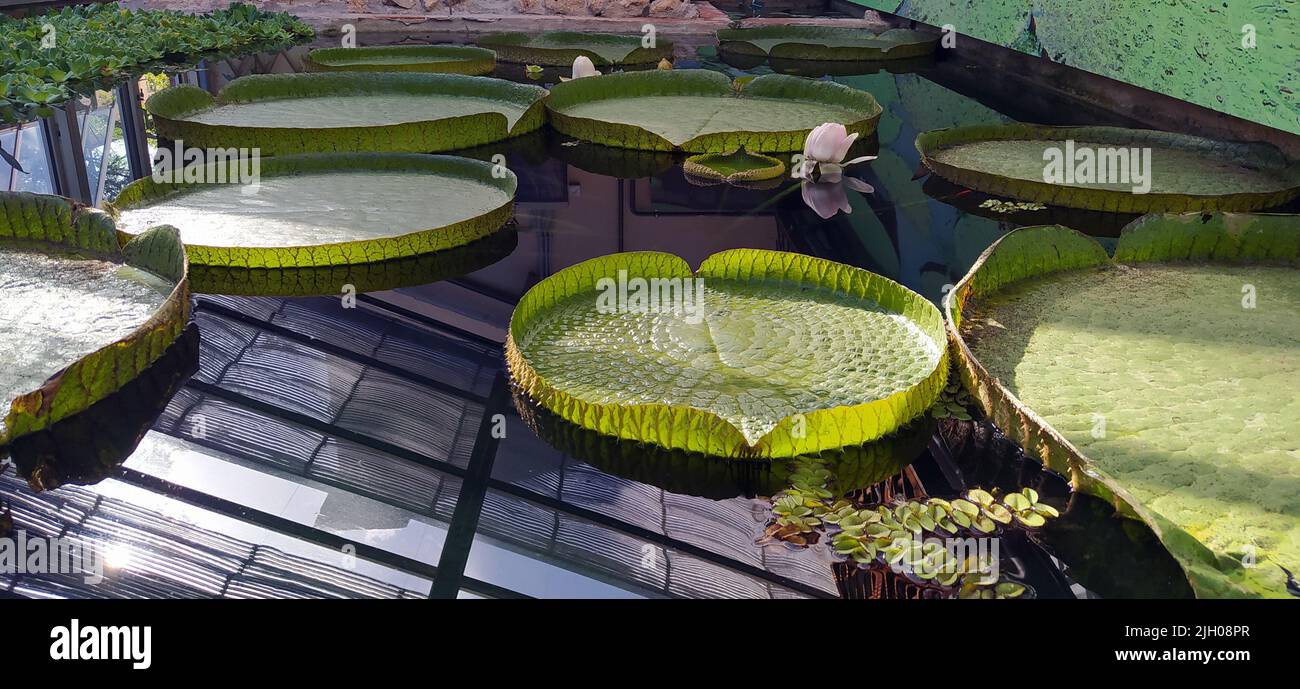 delicate marsh pond with water lilies floating on the surface of the ...