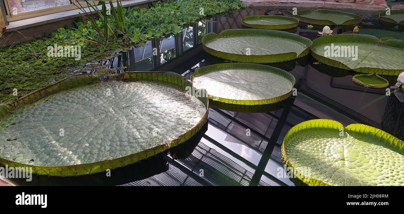 delicate marsh pond with water lilies floating on the surface of the ...