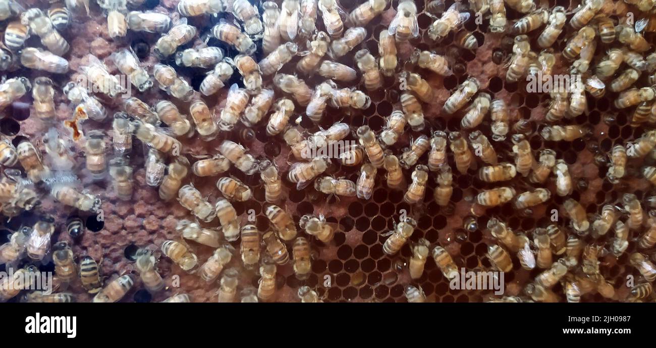 wild sweet bees quietly producing honey in their hive Stock Photo - Alamy