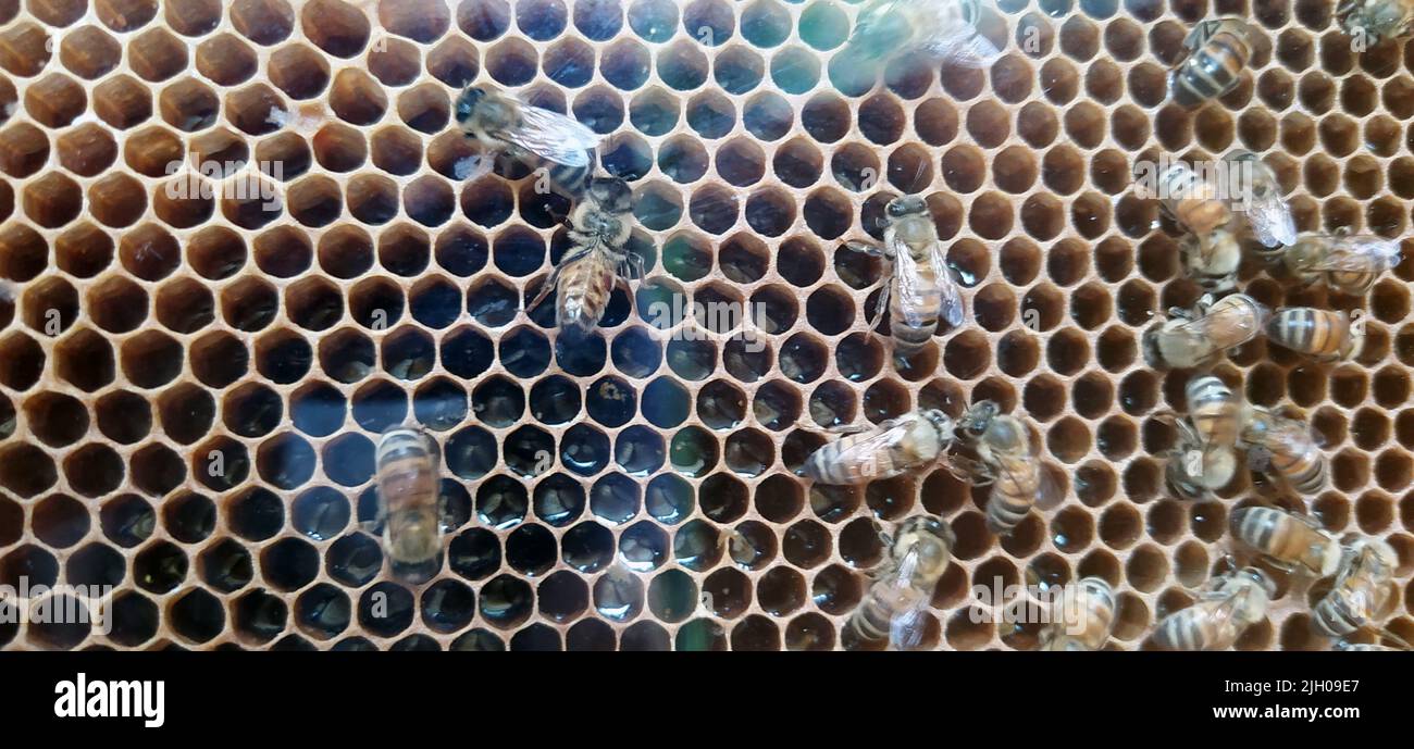 wild sweet bees quietly producing honey in their hive Stock Photo - Alamy
