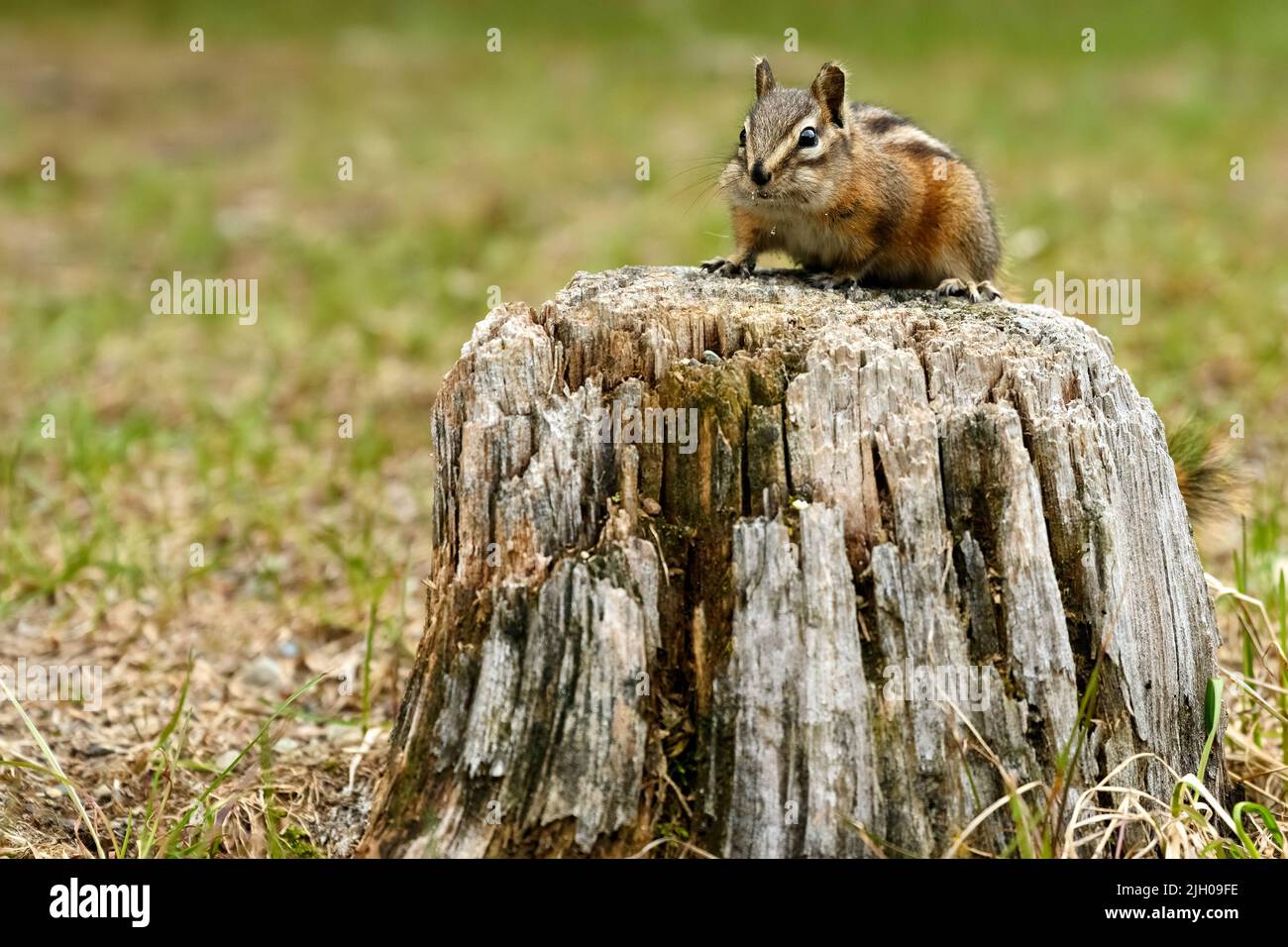 A cute and playful chipmunk running, jumping, sitting and eating on an ...