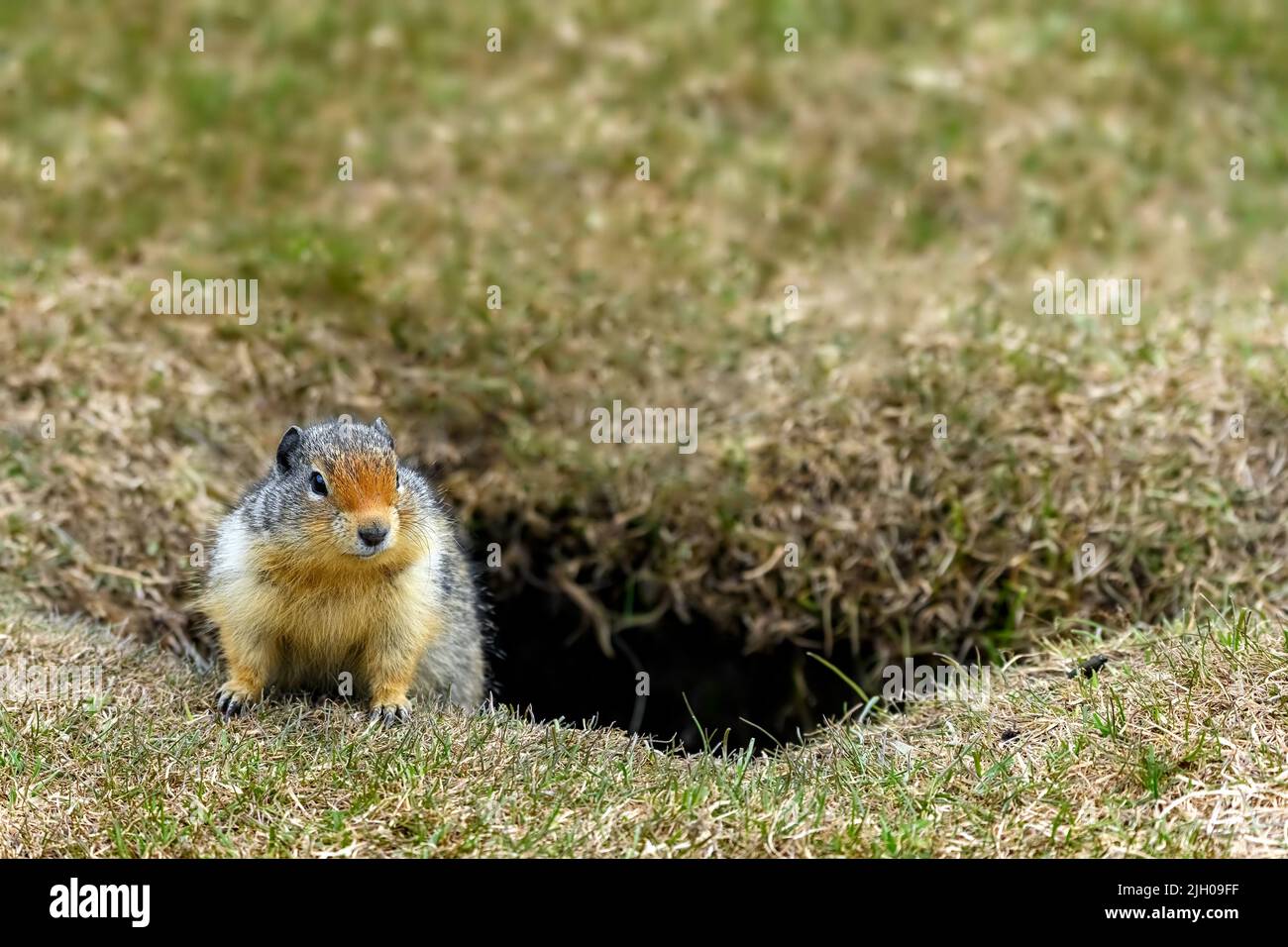 Columbian ground squirrel (Urocitellus columbianus) standing at the ...