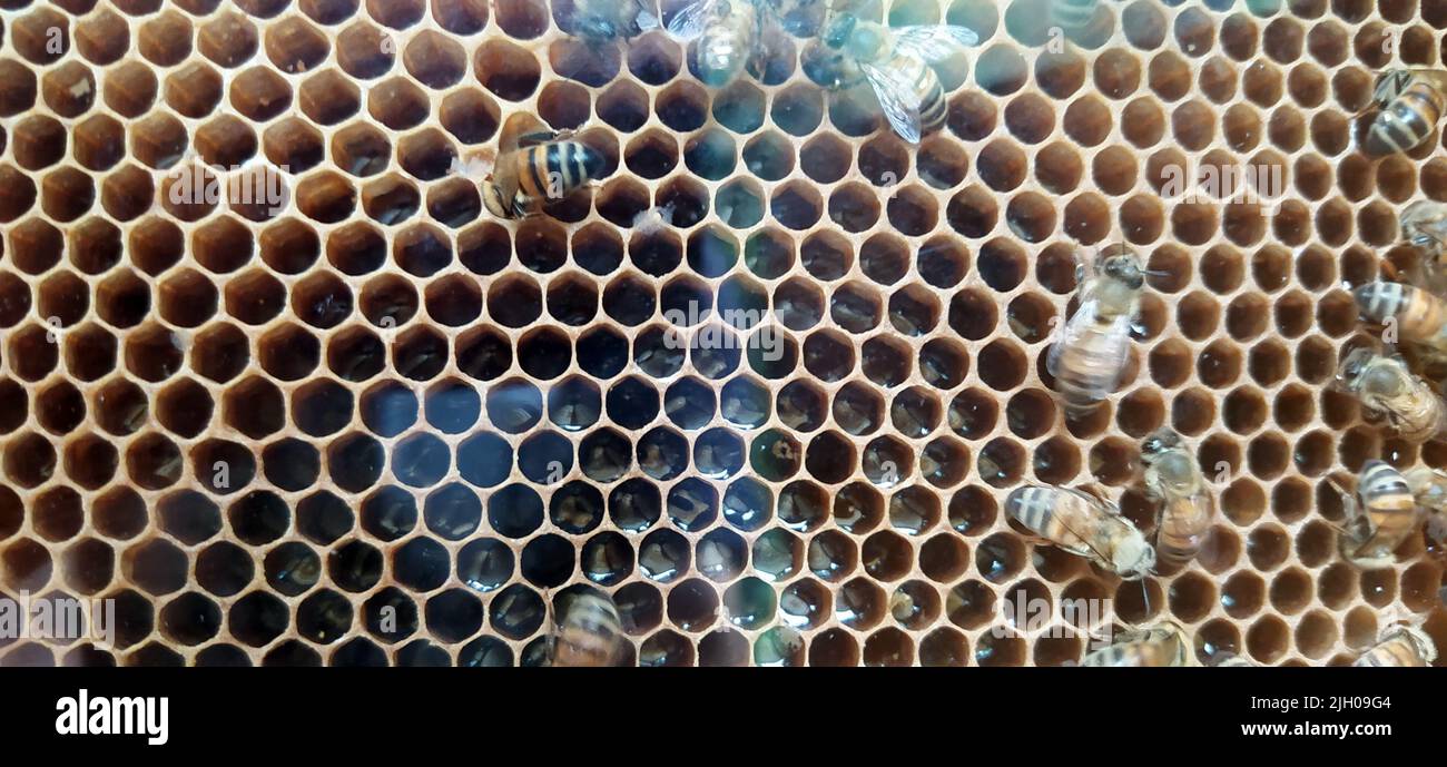 wild sweet bees quietly producing honey in their hive Stock Photo - Alamy