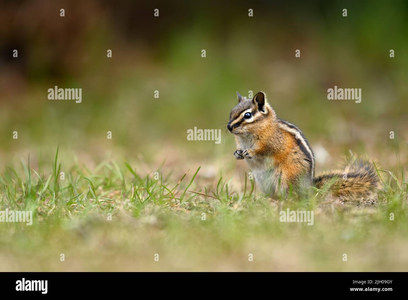 A cute and playful chipmunk running, jumping, sitting and eating on the ...
