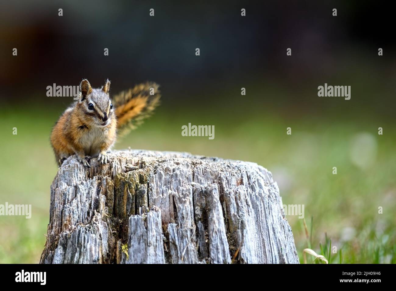 A cute and playful chipmunk running, jumping, sitting and eating on an ...