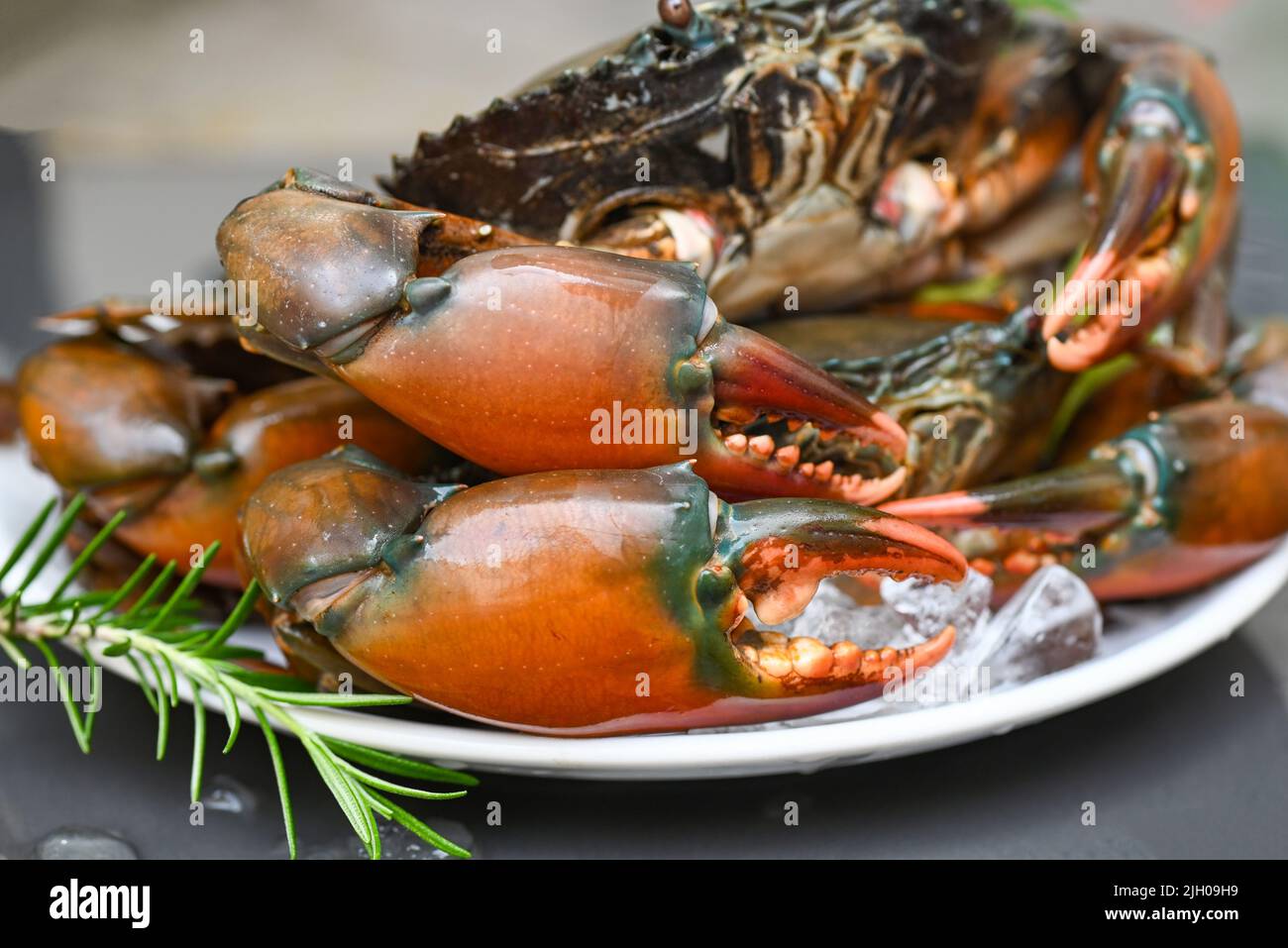fresh mud crab with ice for cooking food in the seafood restaurant, raw ...