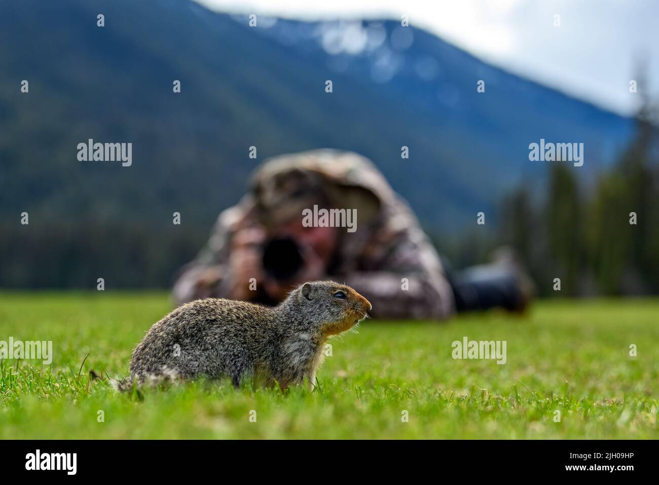 A photographer on the ground taking photos of Columbian ground squirrel (Urocitellus columbianus ...