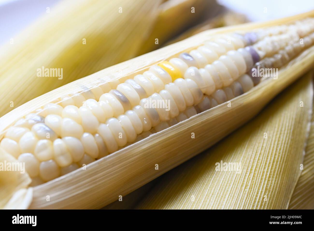 ripe corn cobs steamed or boiled for food vegan dinner or snack, waxy ...