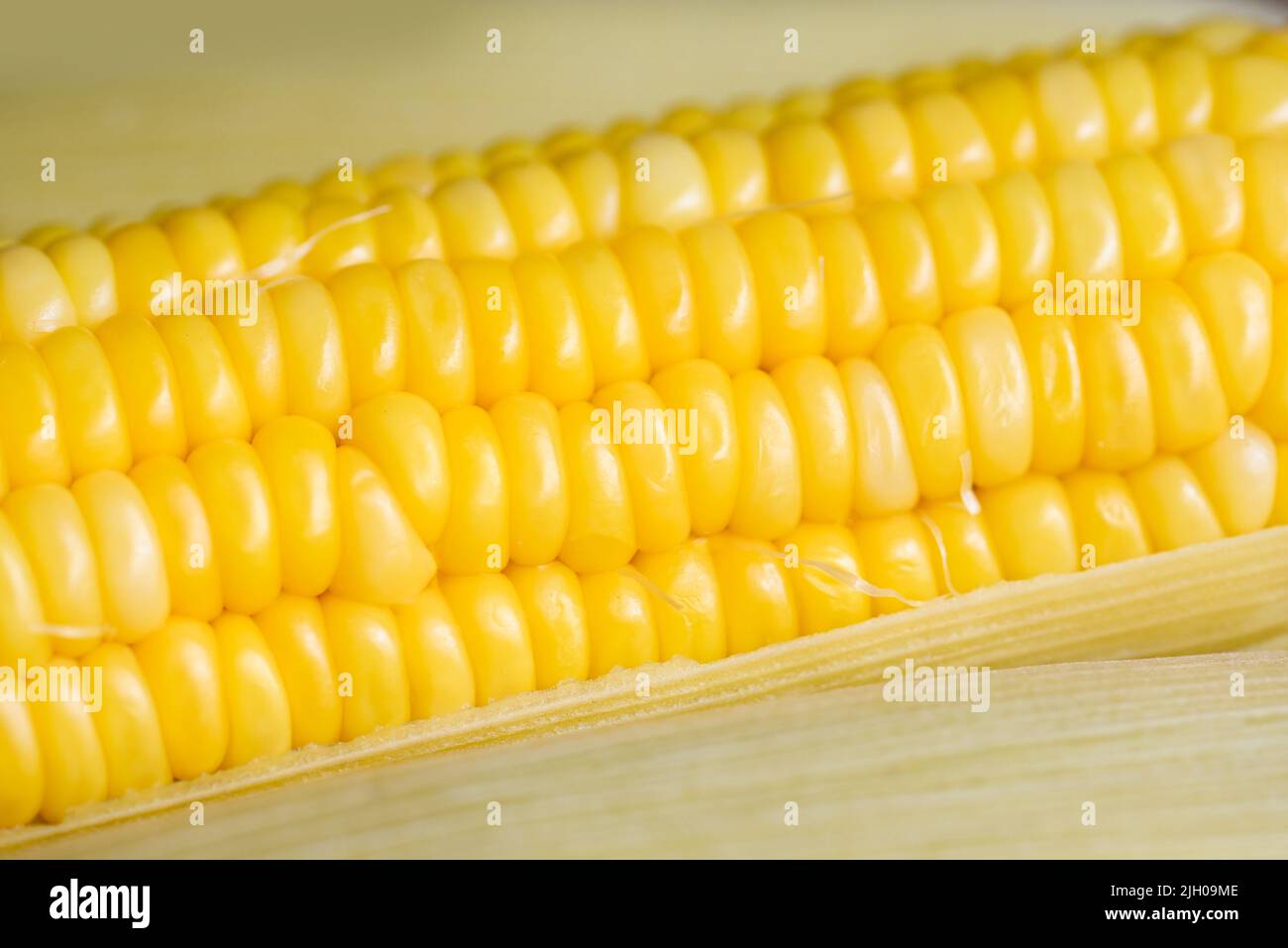 cooked sweet corn background, ripe corn cobs steamed or boiled ...