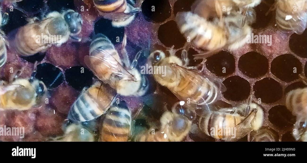 wild sweet bees quietly producing honey in their hive Stock Photo - Alamy