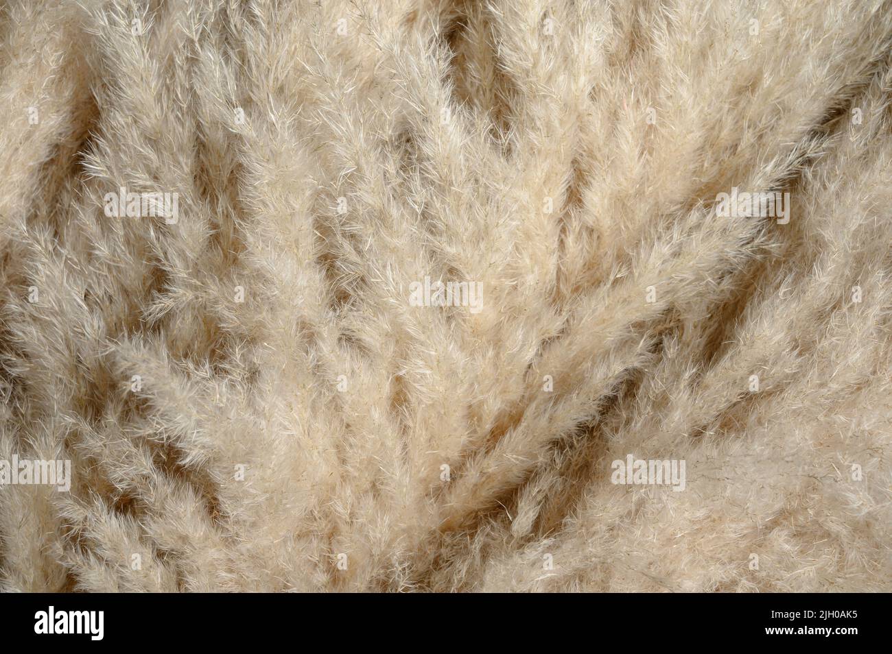 Fluffy plant nature background. Spikelets collected on the field Stock ...