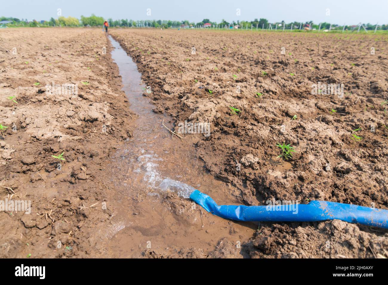 Furrow irrigation in industrial hemp field Stock Photo - Alamy