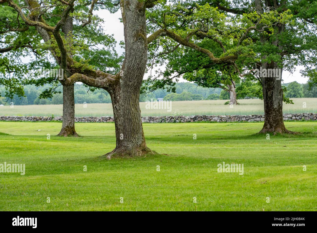 Stately old trees on a manicured lawn in front of an old stone wall and ...